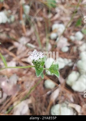 Smooth Elephant's Foot (Elephantopus nudatus) Plantae Stock Photo - Alamy