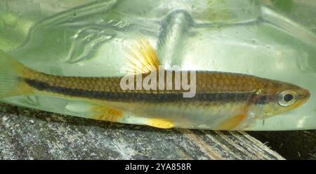 Yellowfin Shiner (Hydrophlox lutipinnis) Actinopterygii Stock Photo - Alamy