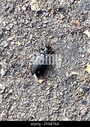 European Gazelle Beetle (Nebria brevicollis) Insecta Stock Photo - Alamy