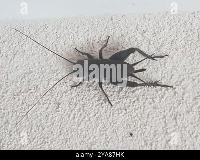 Desert Cricket (Melanogryllus desertus) Insecta Stock Photo - Alamy