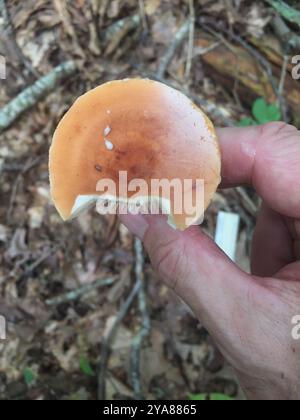 Weeping Milk Cap (Lactifluus volemus) Fungi Stock Photo - Alamy