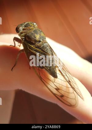 Davis's Southeastern Dog-day Cicada (Neotibicen davisi) Insecta Stock ...