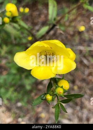 (Aureolaria grandiflora serrata) Plantae Stock Photo - Alamy