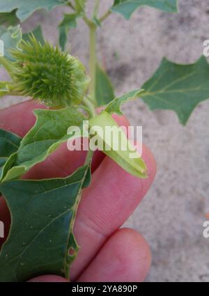 jimsonweed (Datura stramonium) Plantae Stock Photo - Alamy