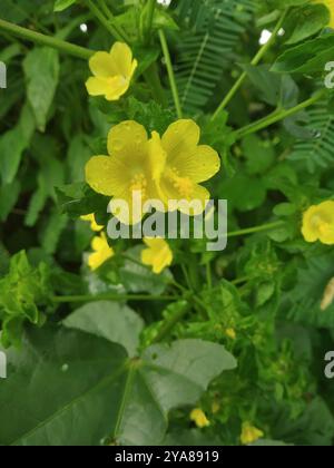 Malva de Caballo (Malachra capitata) Plantae Stock Photo - Alamy