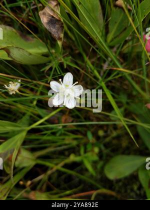 grass of Parnassus (Parnassia) Plantae Stock Photo - Alamy