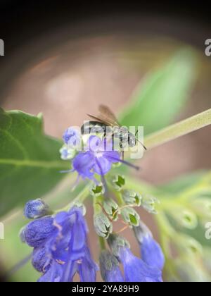 Spurred Ceratina (Ceratina calcarata Stock Photo - Alamy