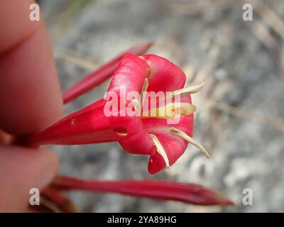 (Augusta longifolia) Plantae Stock Photo - Alamy