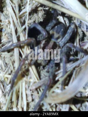 Radiated Wolf Spider (Hogna radiata) Arachnida Stock Photo - Alamy
