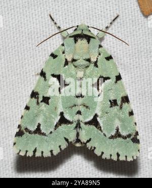 Green Marvel (Acronicta fallax) Insecta Stock Photo - Alamy