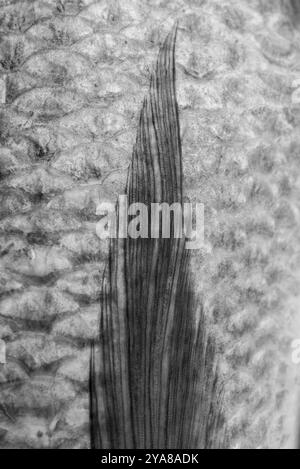 Close up photo of Tilapia Stock Photo - Alamy