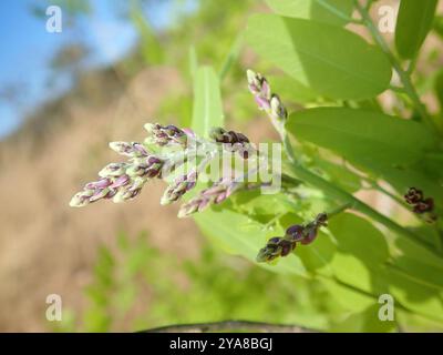 (Pterodon emarginatus) Plantae Stock Photo - Alamy