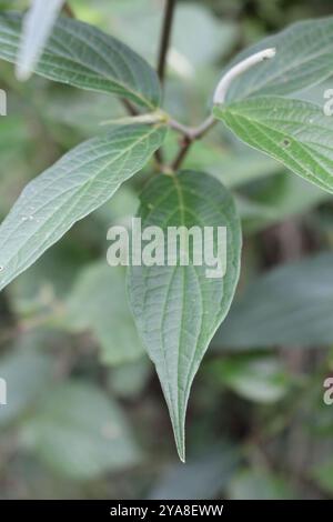 pepper plants (Piper) Plantae Stock Photo - Alamy
