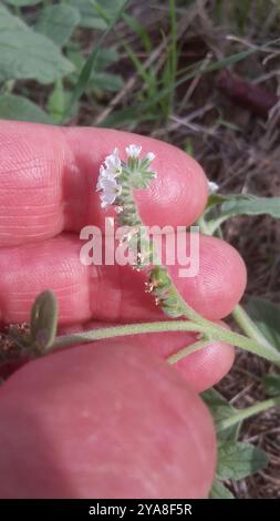 European heliotrope (Heliotropium europaeum) Plantae Stock Photo - Alamy