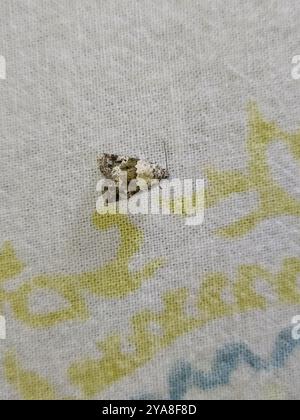 (Maliattha signifera), Insecta, 中国江西省上饶市婺源县 Stock Photo - Alamy