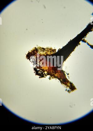 (Comatricha vineatilis) Protozoa Stock Photo - Alamy