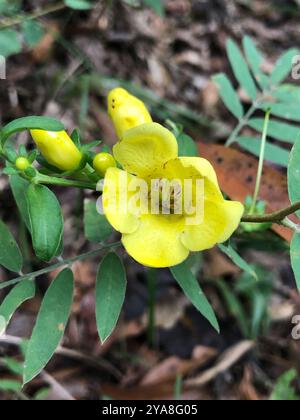 (Aureolaria grandiflora serrata) Plantae Stock Photo - Alamy