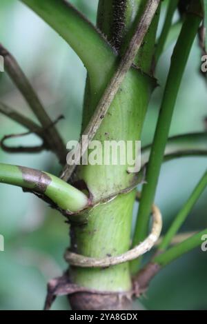 Cohitre Blanco (Tradescantia zanonia) Plantae Stock Photo - Alamy