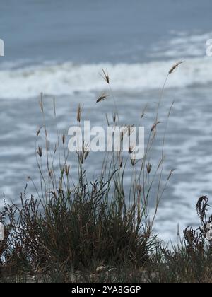 Finger Grass (Chloris barbata) Plantae Stock Photo - Alamy