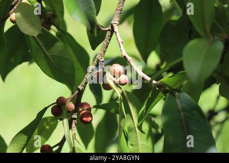 (Ficus pertusa) Plantae Stock Photo - Alamy