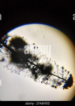 (Comatricha vineatilis) Protozoa Stock Photo - Alamy