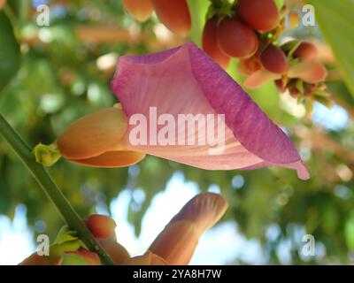Butterfly Pea Tree (Clitoria fairchildiana) Plantae Stock Photo - Alamy