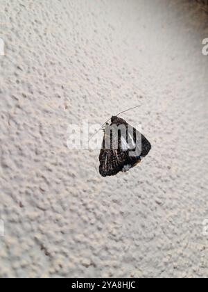 The Sorcerer (Aedia leucomelas) Insecta Stock Photo - Alamy