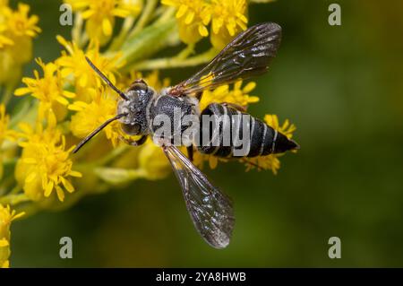 Say's Cuckoo Leafcutter Bee (Coelioxys sayi) Insecta Stock Photo - Alamy