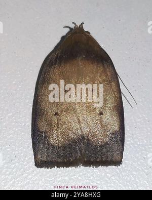 Flat-bodied moths (Depressariidae) Insecta Stock Photo - Alamy
