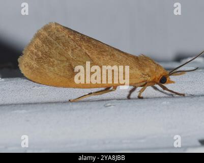Tawny Virbia Moth (Virbia opella), Insecta, Petersham, MA, USA Stock ...