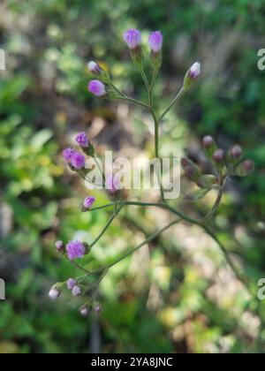 little ironweed (Cyanthillium cinereum), Plantae, Dry Tortugas National ...