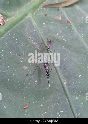 Stilt-legged Flies (Micropezidae), Insecta, Ufrgs Campus Do Vale ...