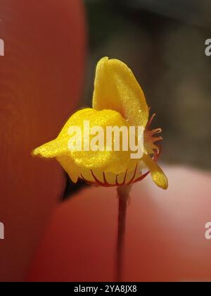Fringed Bladderwort (Utricularia simulans) Plantae Stock Photo - Alamy