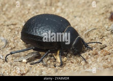 (Pimelia subglobosa) Insecta Stock Photo - Alamy