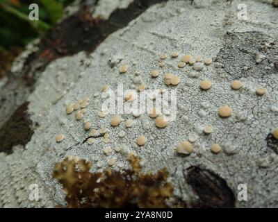 Smooth Saucer Lichen (Ochrolechia laevigata) Fungi Stock Photo - Alamy