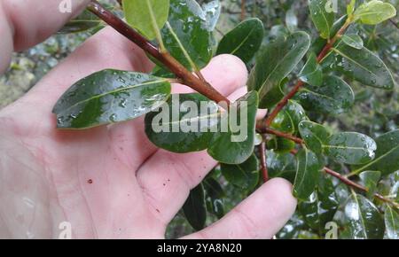 White Pear (Apodytes dimidiata), Plantae, Cape Town, South Africa Stock ...