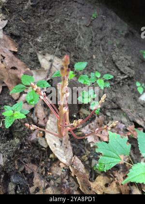 Beechdrops (Epifagus virginiana) Plantae Stock Photo - Alamy