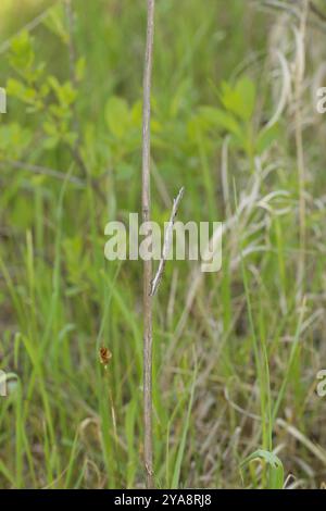 Orange Moth (Angerona prunaria), Insecta, Karksi-Nuia, Viljandi County ...