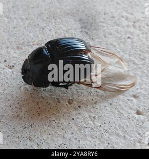(Copris lunaris) Insecta Stock Photo - Alamy
