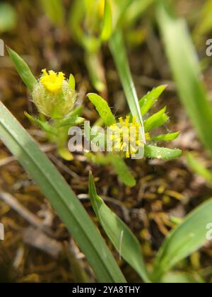 Common Sunray (Triptilodiscus pygmaeus) Plantae Stock Photo - Alamy