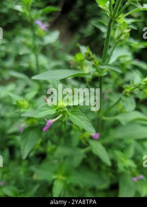 Branched Foldwing (Dicliptera brachiata) Plantae Stock Photo - Alamy