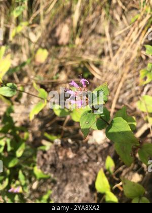 common dittany (Cunila origanoides) Plantae Stock Photo - Alamy