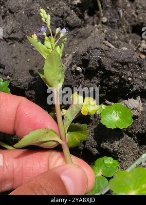 American brooklime (Veronica americana) Plantae Stock Photo - Alamy