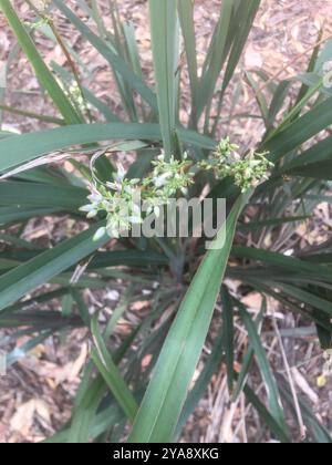 flax-lilies (Dianella) Plantae Stock Photo - Alamy