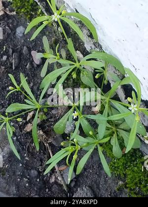 green carpetweed (Mollugo verticillata) Plantae Stock Photo - Alamy