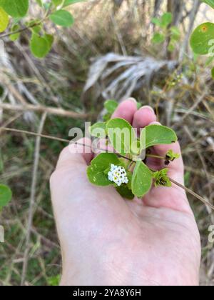Button Sage (Lantana involucrata), Plantae, Elbow Cay, Hope town, BS ...