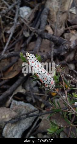 Heliotrope Moth (Utetheisa pulchelloides) Insecta Stock Photo - Alamy