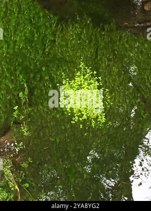 duckweeds (Lemnoideae) Plantae Stock Photo - Alamy