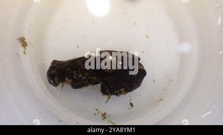 Stonecase Caddisflies (Uenoidae) Insecta Stock Photo - Alamy