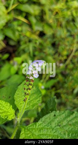 Indian Heliotrope (Heliotropium indicum), Plantae, Saint Peter, MS ...